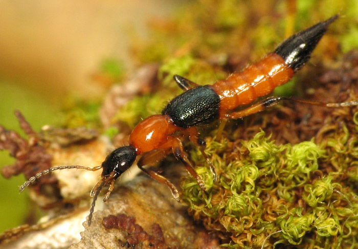 Réf. 30531 — INSECTA > Coleoptera > Staphylinidae > Paederus (Paederus ...