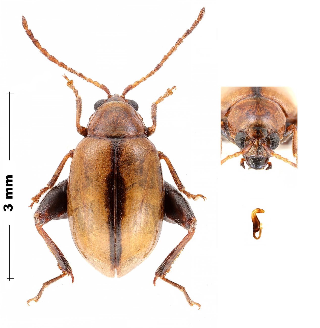 Longitarsus (Longitarsus) tabidus (Insecta, Coleoptera, Chrysomelidae ...