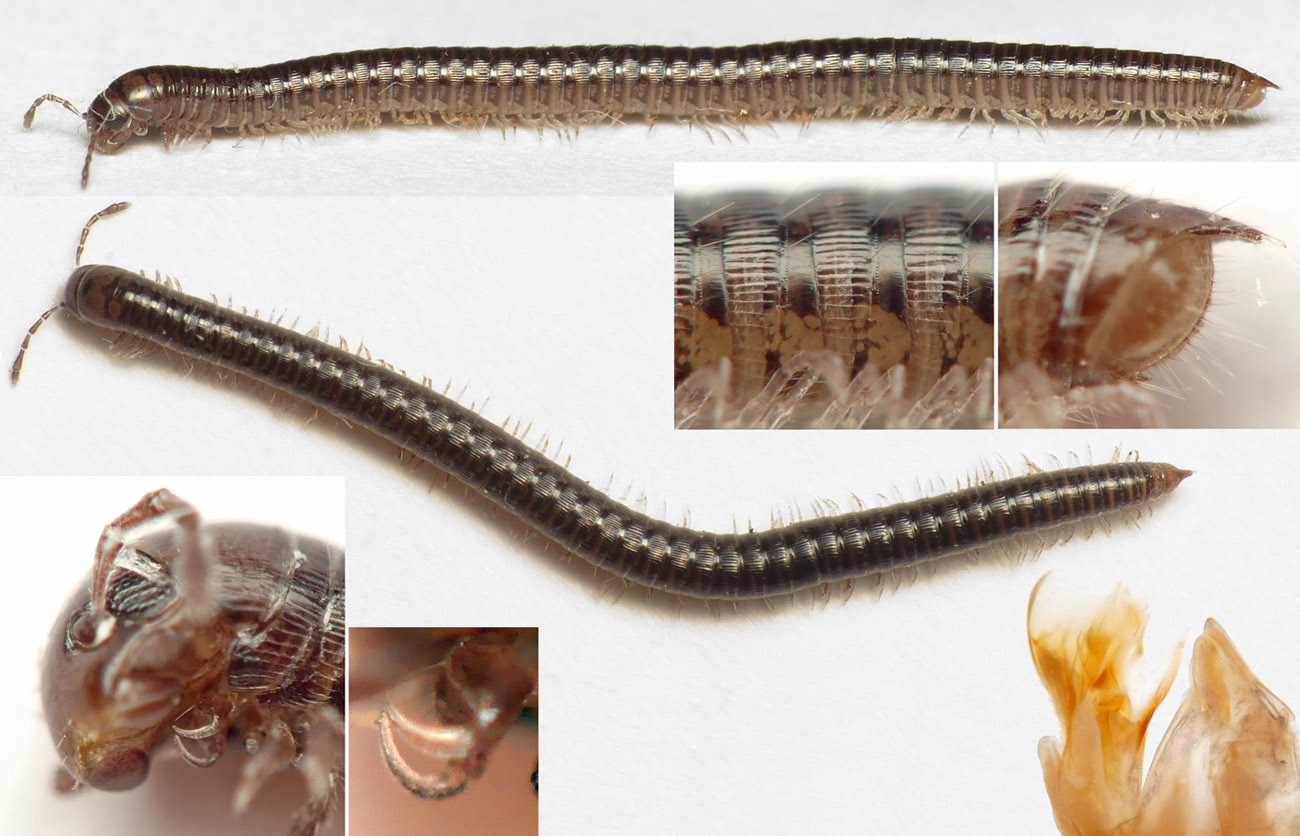 Réf. 300489 — DIPLOPODA > Julida > Julidae > Ophyiulus pilosus - www ...