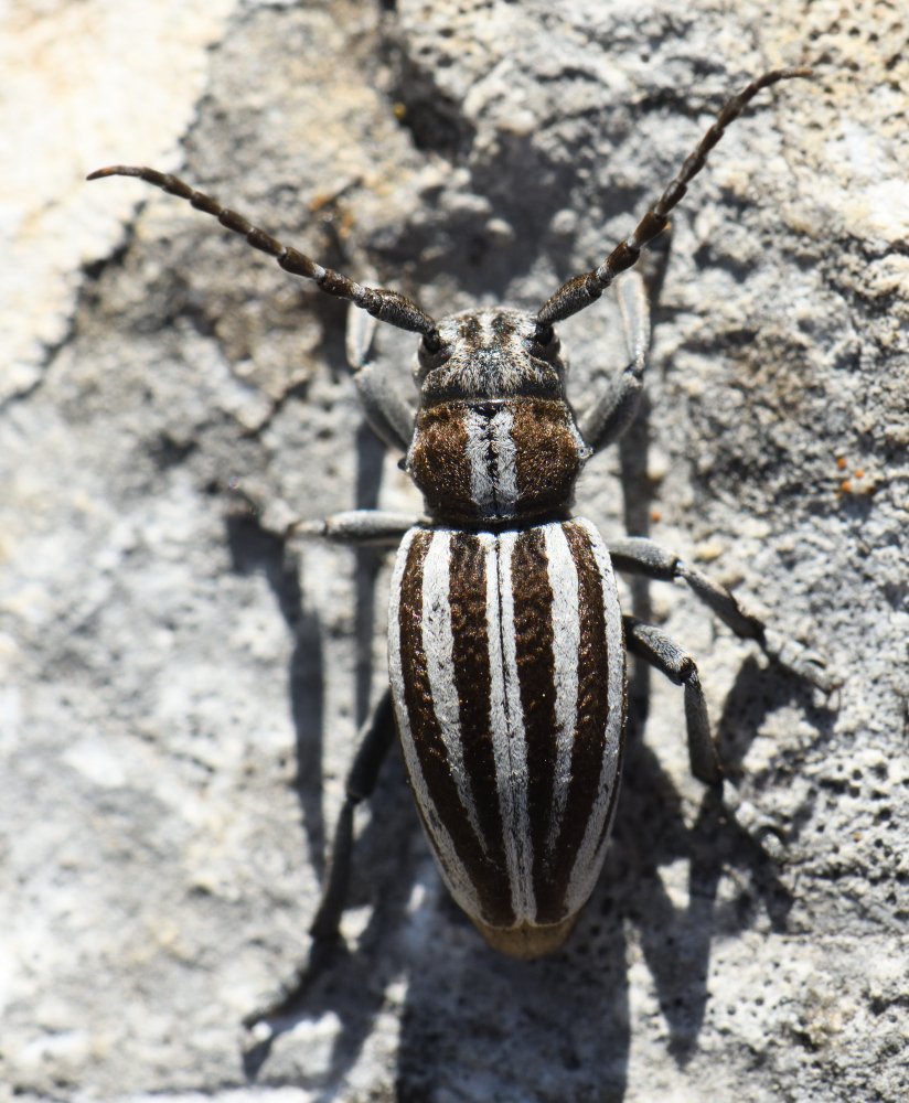 Réf. 301526 — INSECTA > Coleoptera > Cerambycidae > Iberodorcadion ...