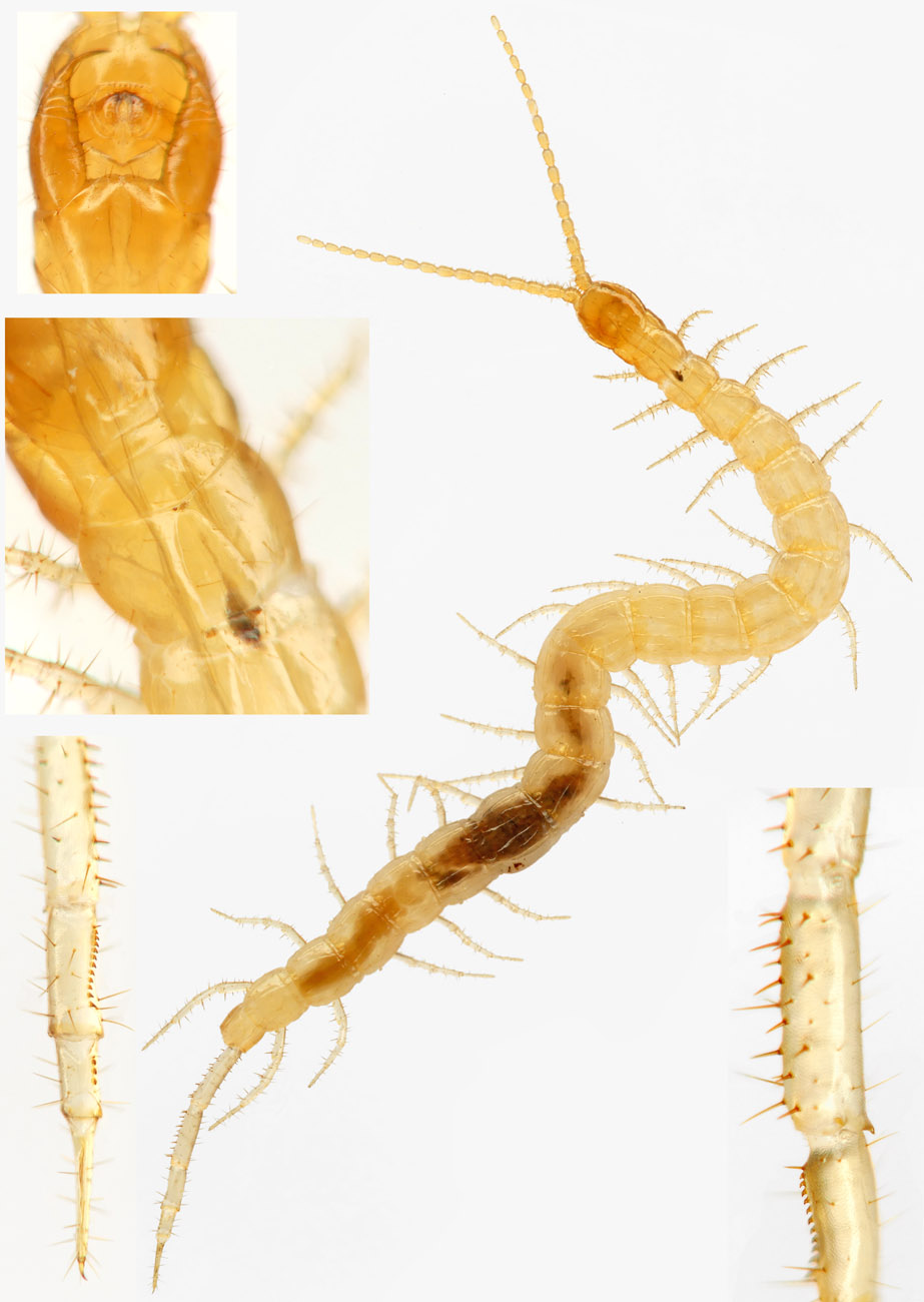 Cryptops trisulcatus (Chilopoda, Scolopendromorpha, Cryptopidae) - www.galerie-insecte.org