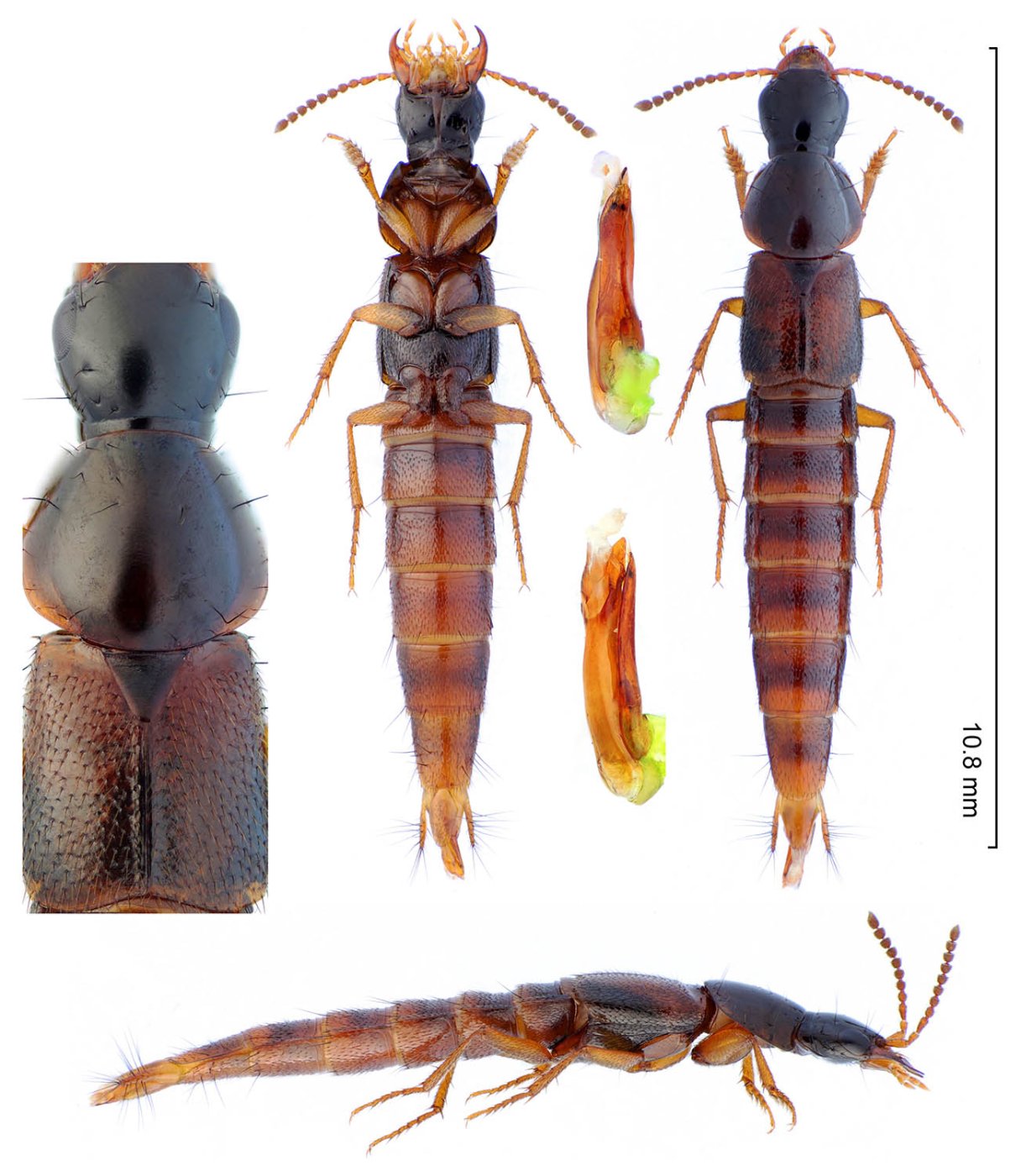 Réf. 301691 — INSECTA > Coleoptera > Staphylinidae > Quedius ...