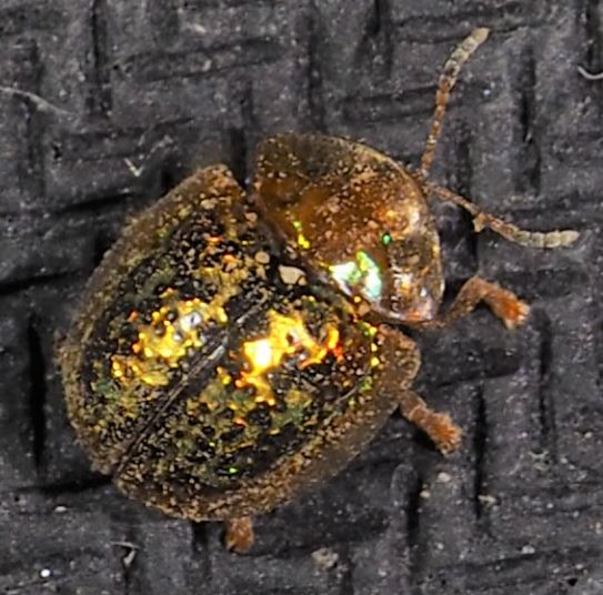 Réf. 302668 — INSECTA > Coleoptera > Chrysomelidae > Agroiconota ...