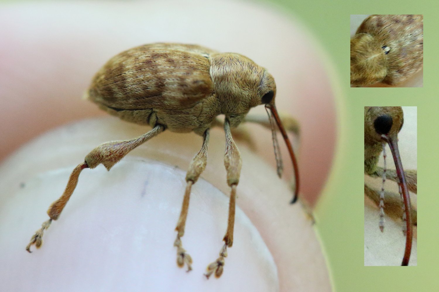 Réf. 302907 — INSECTA > Coleoptera > Curculionidae > Curculio (Curculio ...