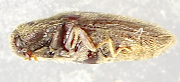 Réf. 302939 — INSECTA > Coleoptera > Throscidae > Trixagus dermestoides ...