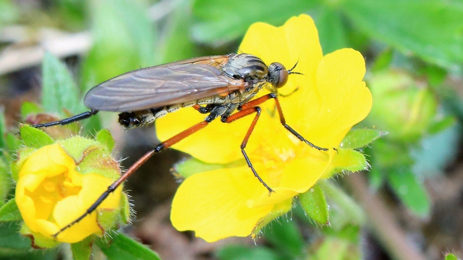 Réf. 302394 — INSECTA > Diptera > Empididae > Empis (Polyblepharis ...