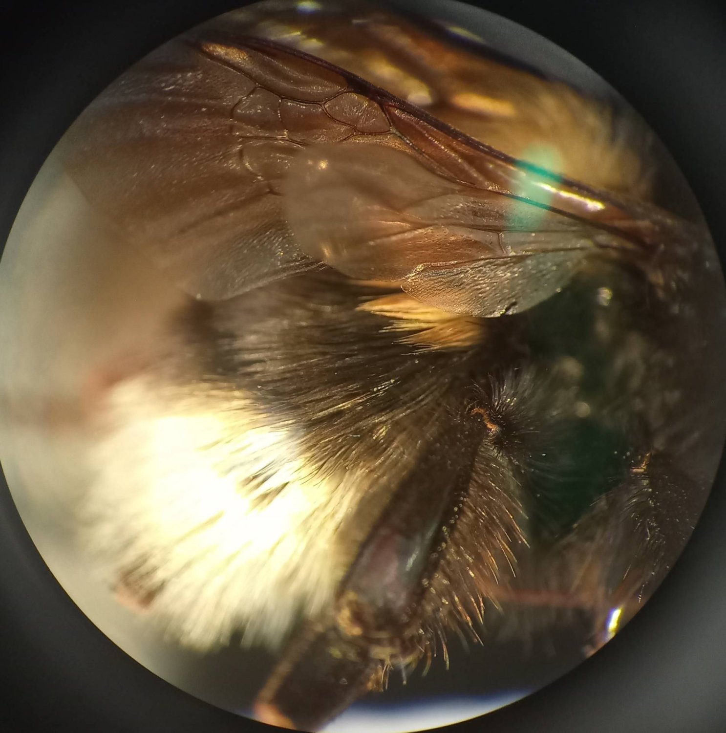 Réf. 303285 — INSECTA > Hymenoptera > Apidae > Bombus (Megabombus ...