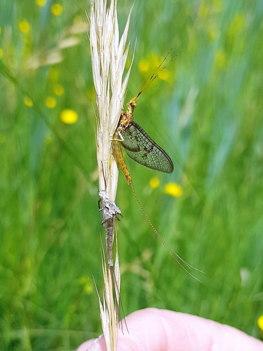 Réf. 303437 — INSECTA > Ephemeroptera > Ephemeridae > Ephemera glaucops ...
