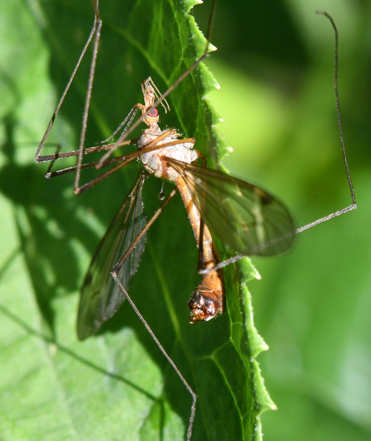 Réf. 303255 — INSECTA > Diptera > Tipulidae > Tipula (Lunatipula ...