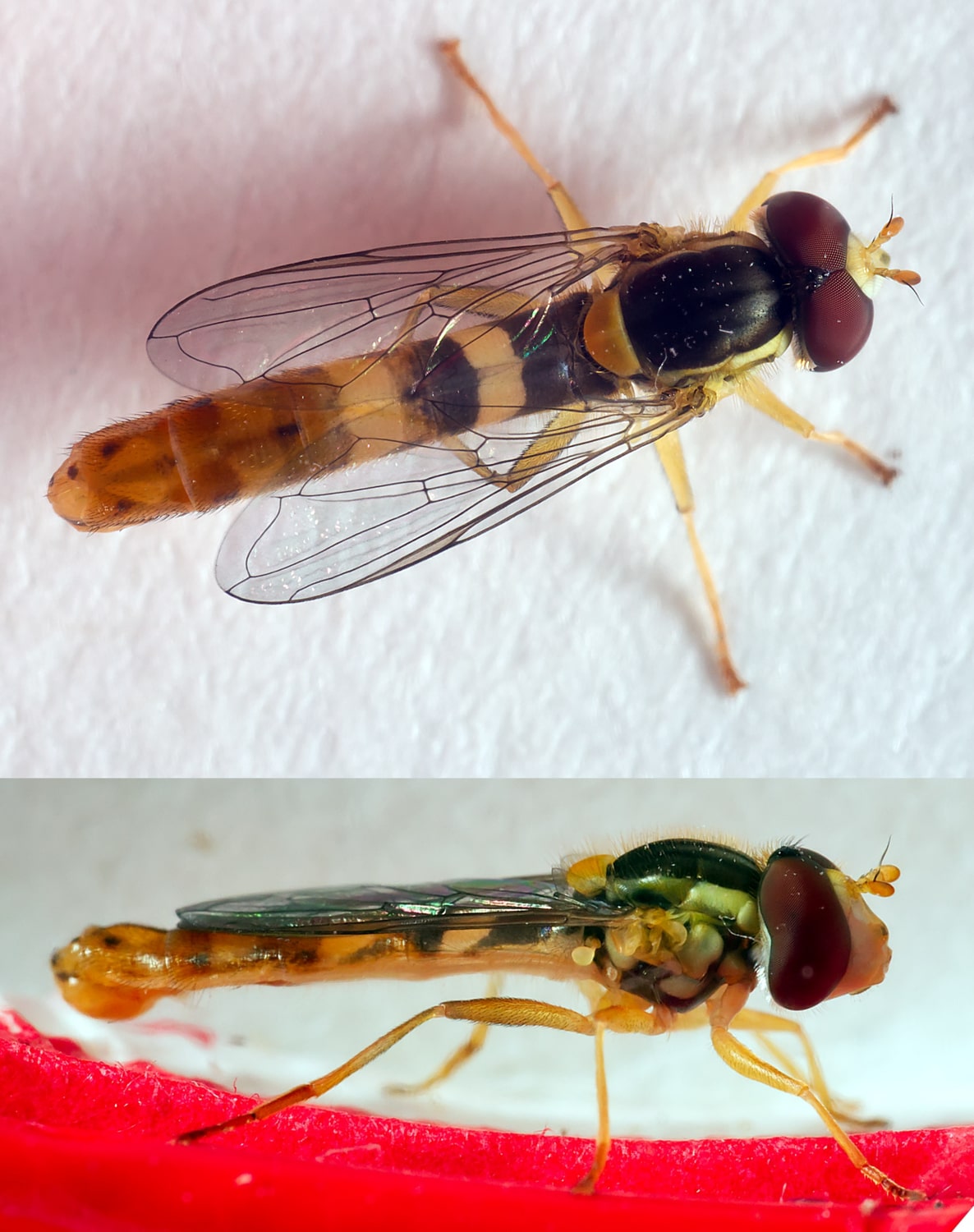 Réf. 303095 — INSECTA > Diptera > Syrphidae > Sphaerophoria scripta ...