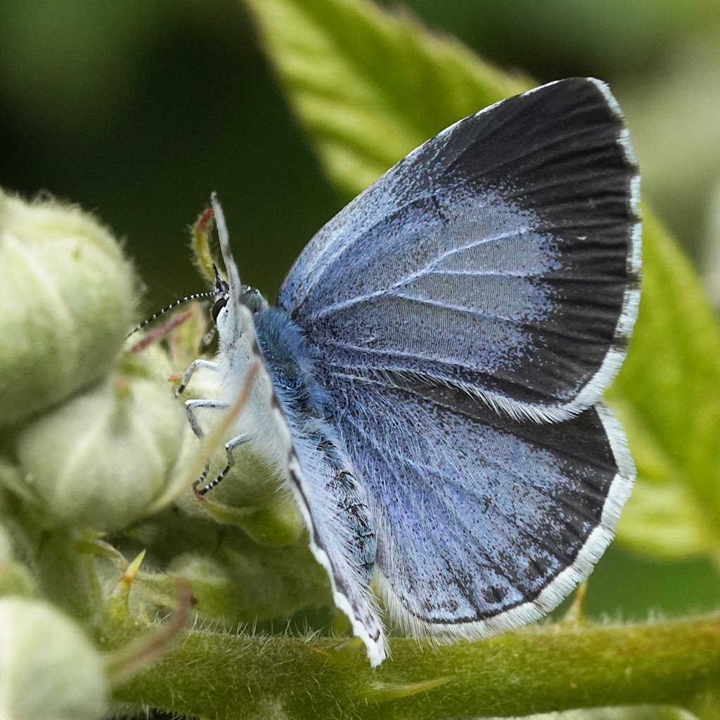 Réf. 304158 — INSECTA > Lepidoptera > Lycaenidae > Celastrina argiolus ...