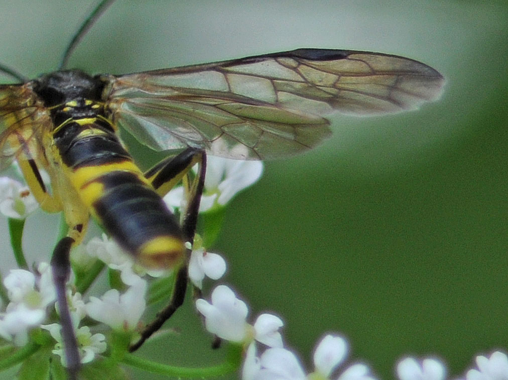 Réf. 304349 — INSECTA > Hymenoptera > Tenthredinidae > Tenthredo ...