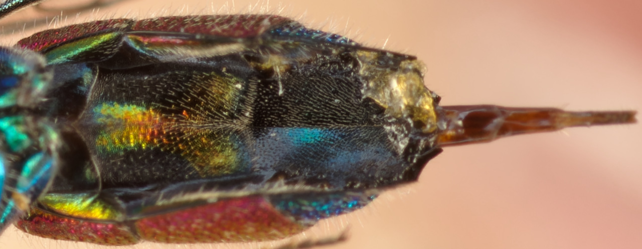 Réf. 304898 — INSECTA > Hymenoptera > Chrysididae > Chrysis (insperata ...