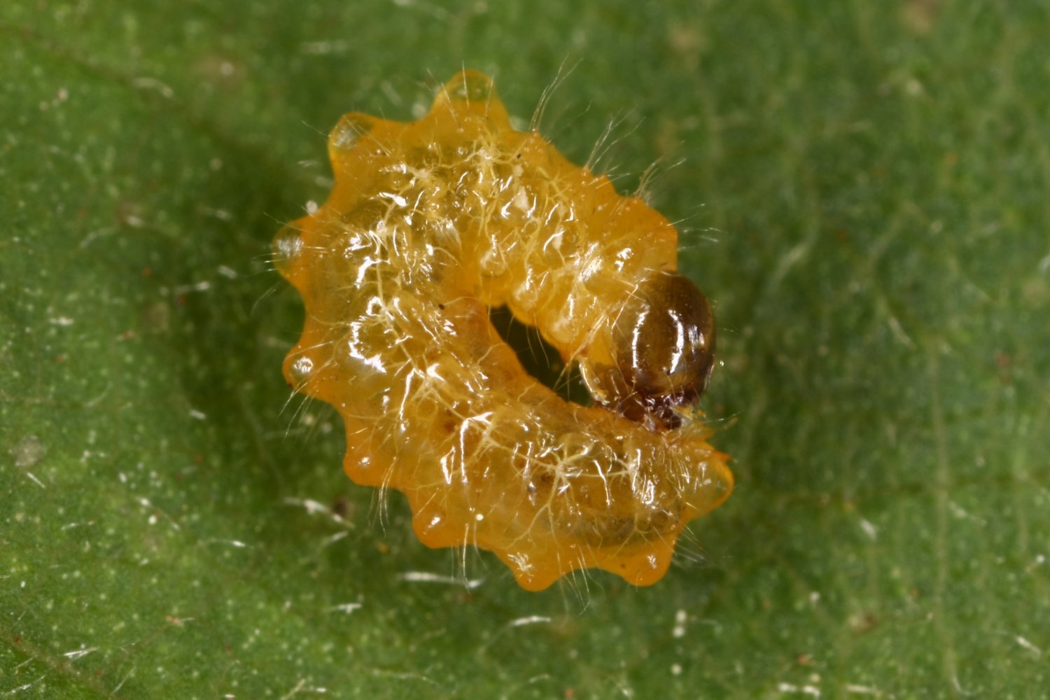 Réf. 305681 — INSECTA > Coleoptera > Attelabidae > Apoderus (Apoderus ...