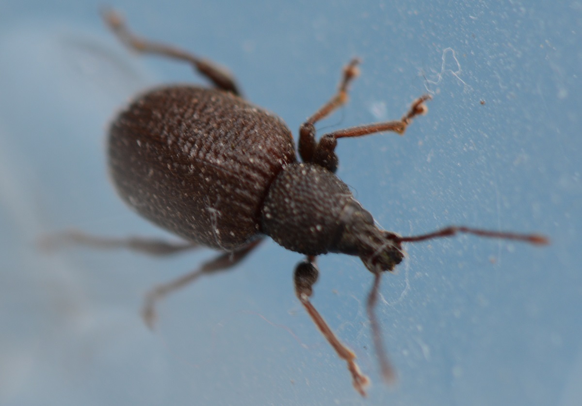 Otiorhynchus (Zustalestus) rugosostriatus (Insecta, Coleoptera ...