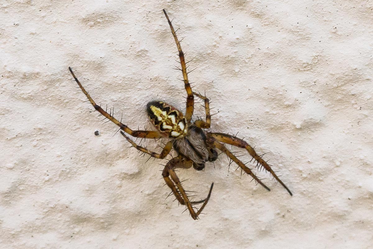 Réf. 305090 — ARACHNIDA > Araneae > Araneidae > Neoscona adianta - www ...