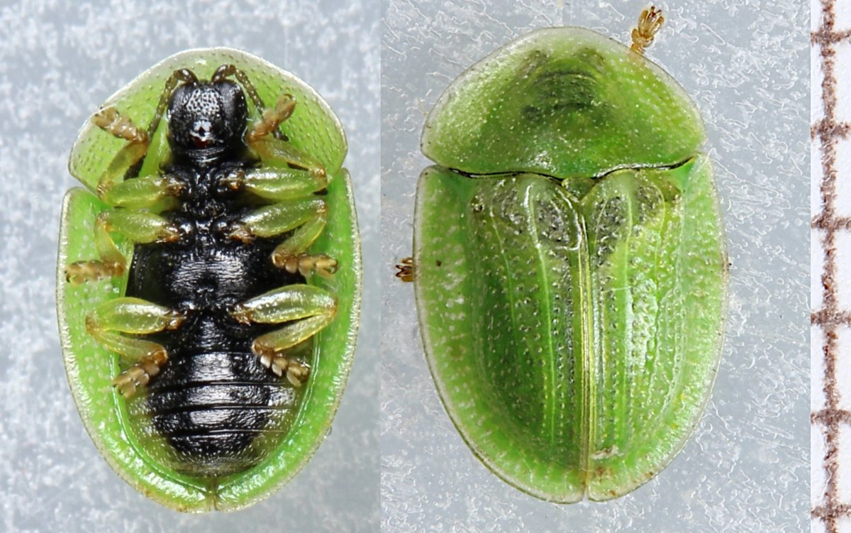 Réf. 305368 — INSECTA > Coleoptera > Chrysomelidae > Cassida (Cassida ...