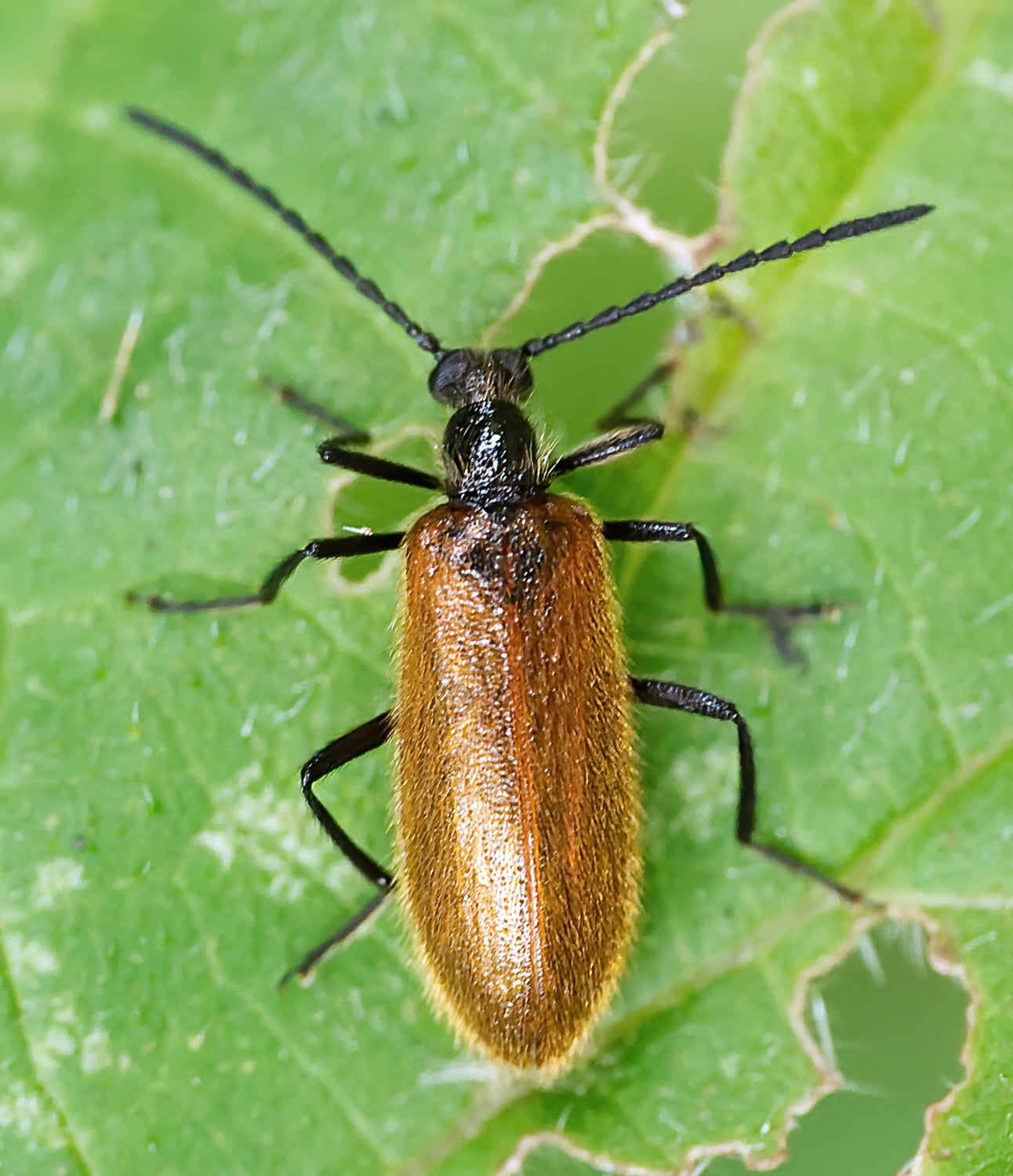 Réf. 305410 — INSECTA > Coleoptera > Tenebrionidae > Lagria (Lagria ...