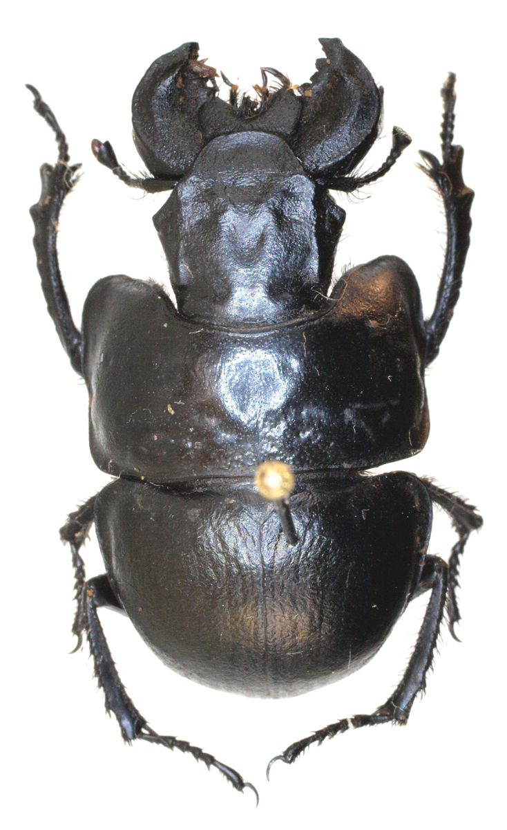 Réf. 306965 — INSECTA > Coleoptera > Geotrupidae > Lethrus (Lethrus ...