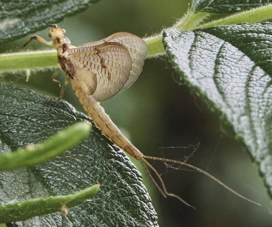 Réf. 306843 — INSECTA > Ephemeroptera > Ephemeridae > Ephemera glaucops ...