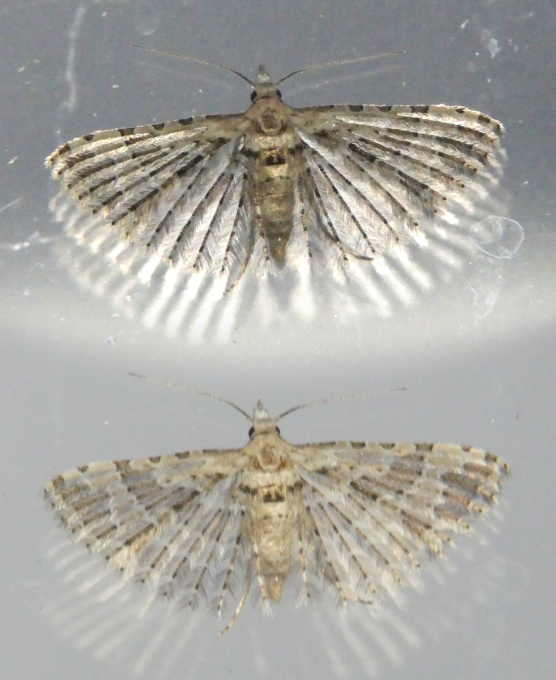 Réf. 306116 — INSECTA > Lepidoptera > Alucitidae > Alucita sp. - www ...