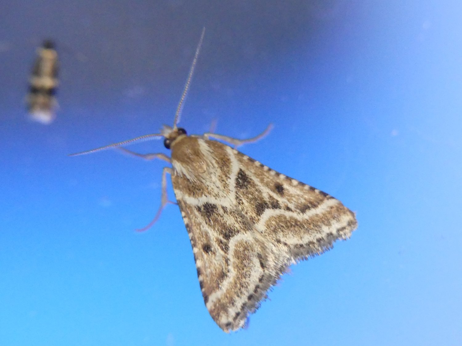 Réf. 306227 — INSECTA > Lepidoptera > Pyralidae > Stemmatophora ...