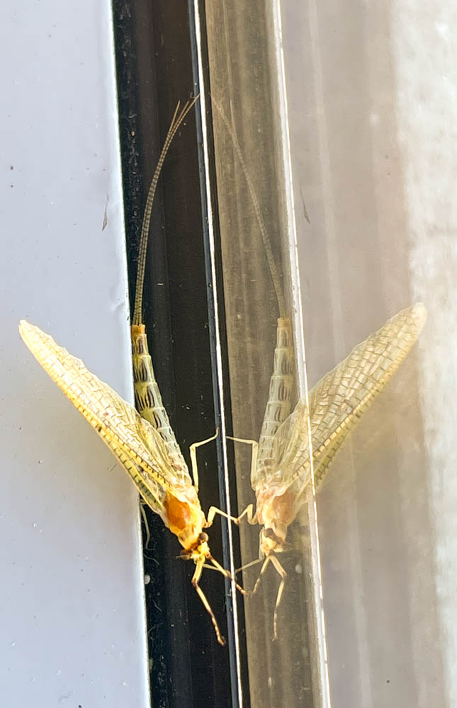 Réf. 306285 — INSECTA > Ephemeroptera > Ephemeridae > Ephemera lineata ...