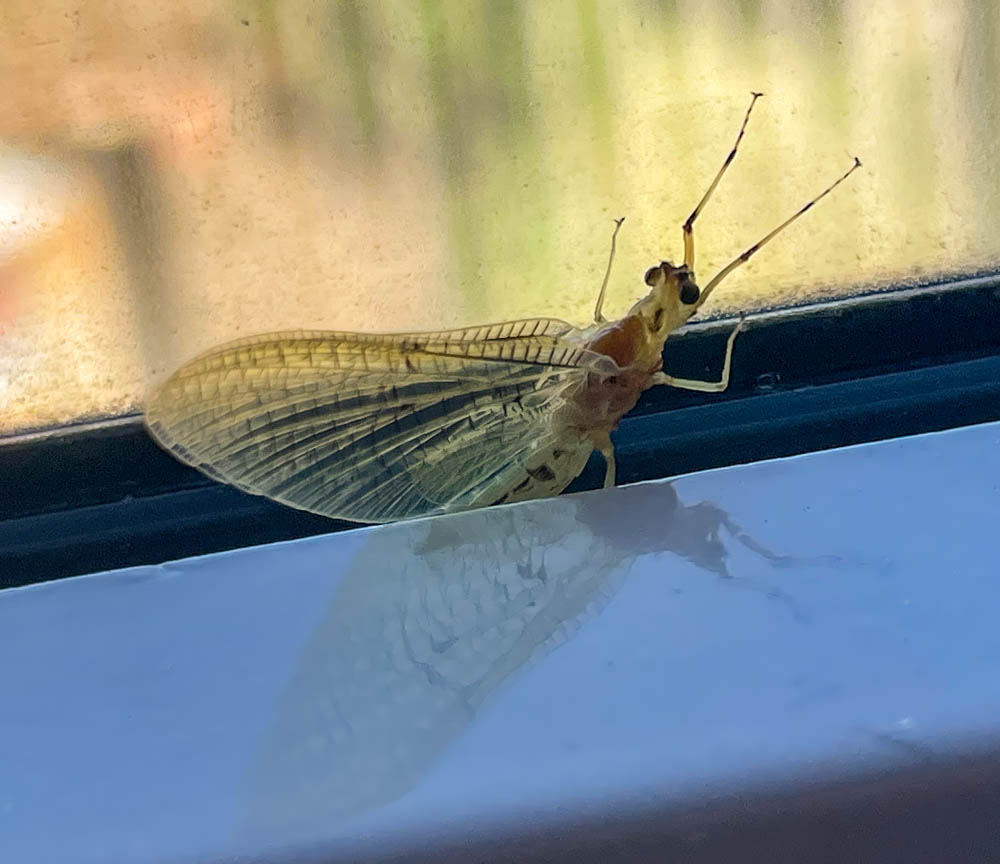 Réf. 306286 — INSECTA > Ephemeroptera > Ephemeridae > Ephemera lineata ...