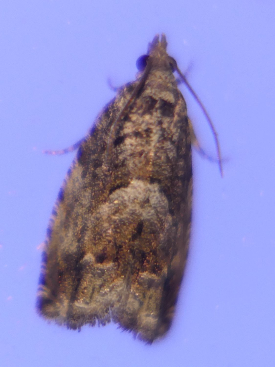 Réf. 306354 — INSECTA > Lepidoptera > Tortricidae > Cydia fagiglandana ...