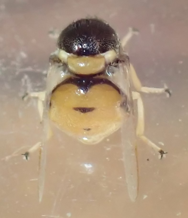 Réf. 306821 — INSECTA > Diptera > Acroceridae > Acrocera (Acrocera ...