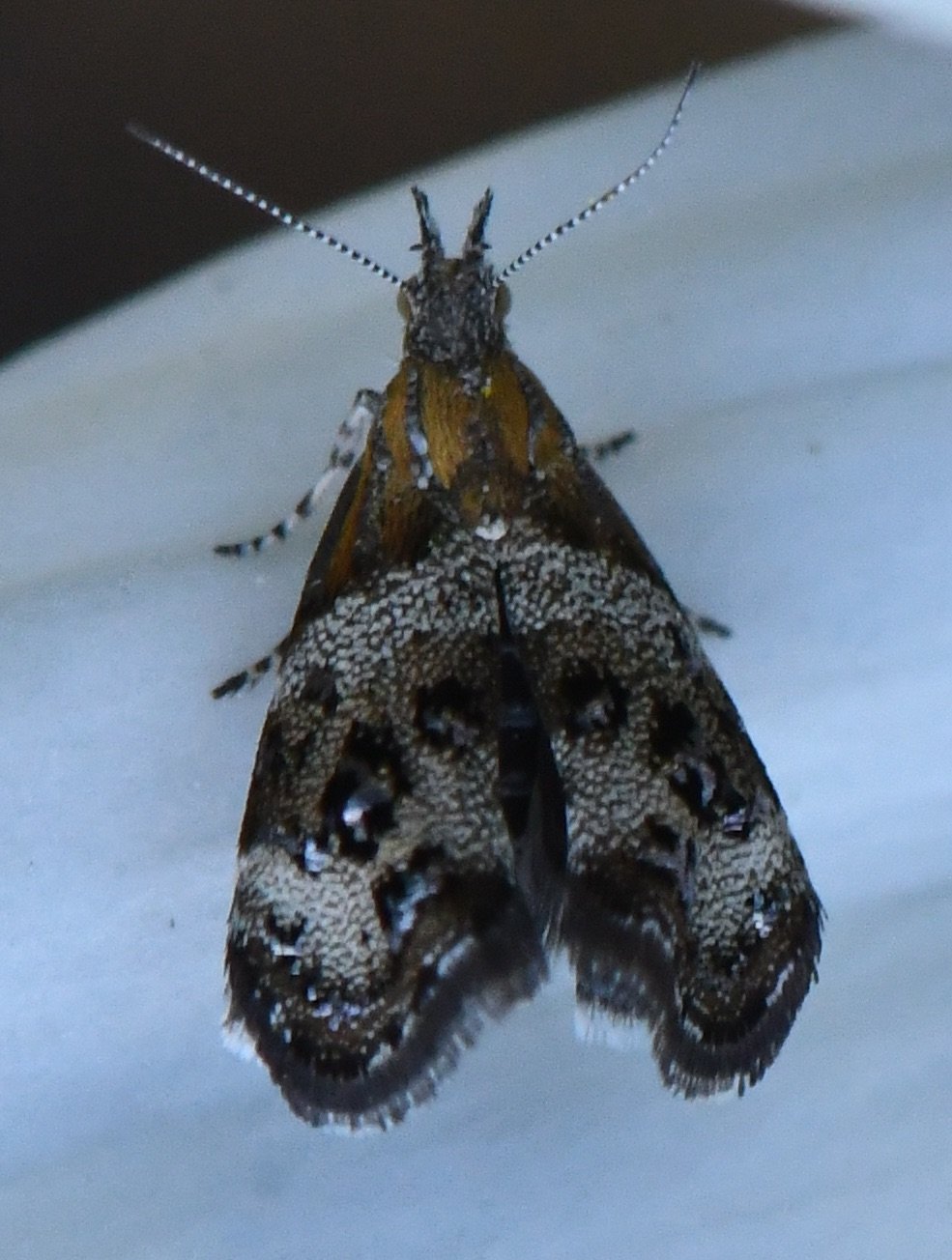 Réf. 306293 — INSECTA > Lepidoptera > Choreutidae > Tebenna micalis ...