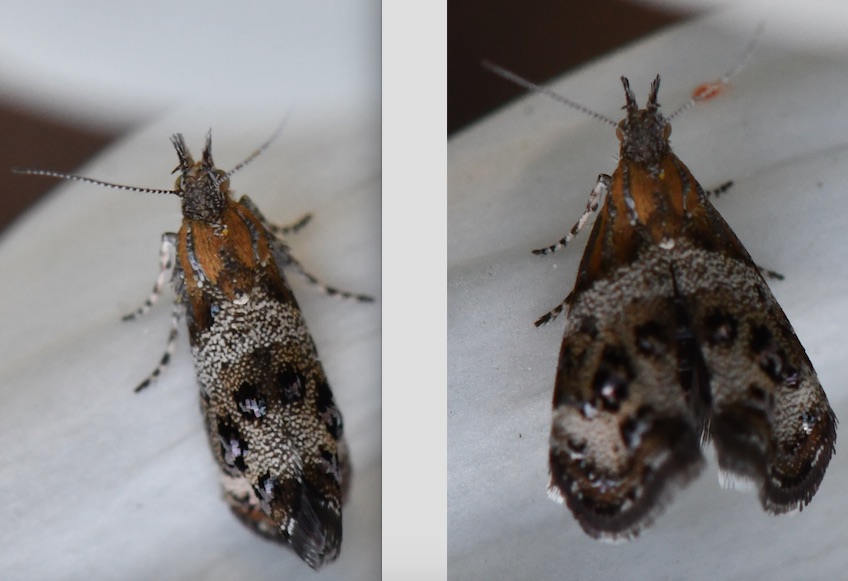 Réf. 306292 — INSECTA > Lepidoptera > Choreutidae > Tebenna micalis ...