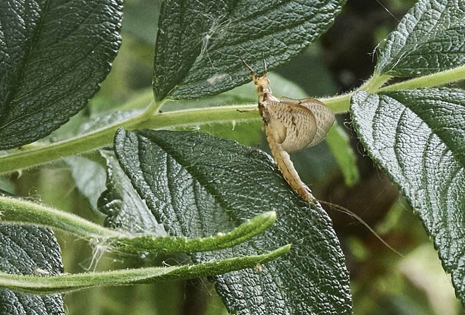 Réf. 306648 — INSECTA > Ephemeroptera > Ephemeridae > Ephemera glaucops ...