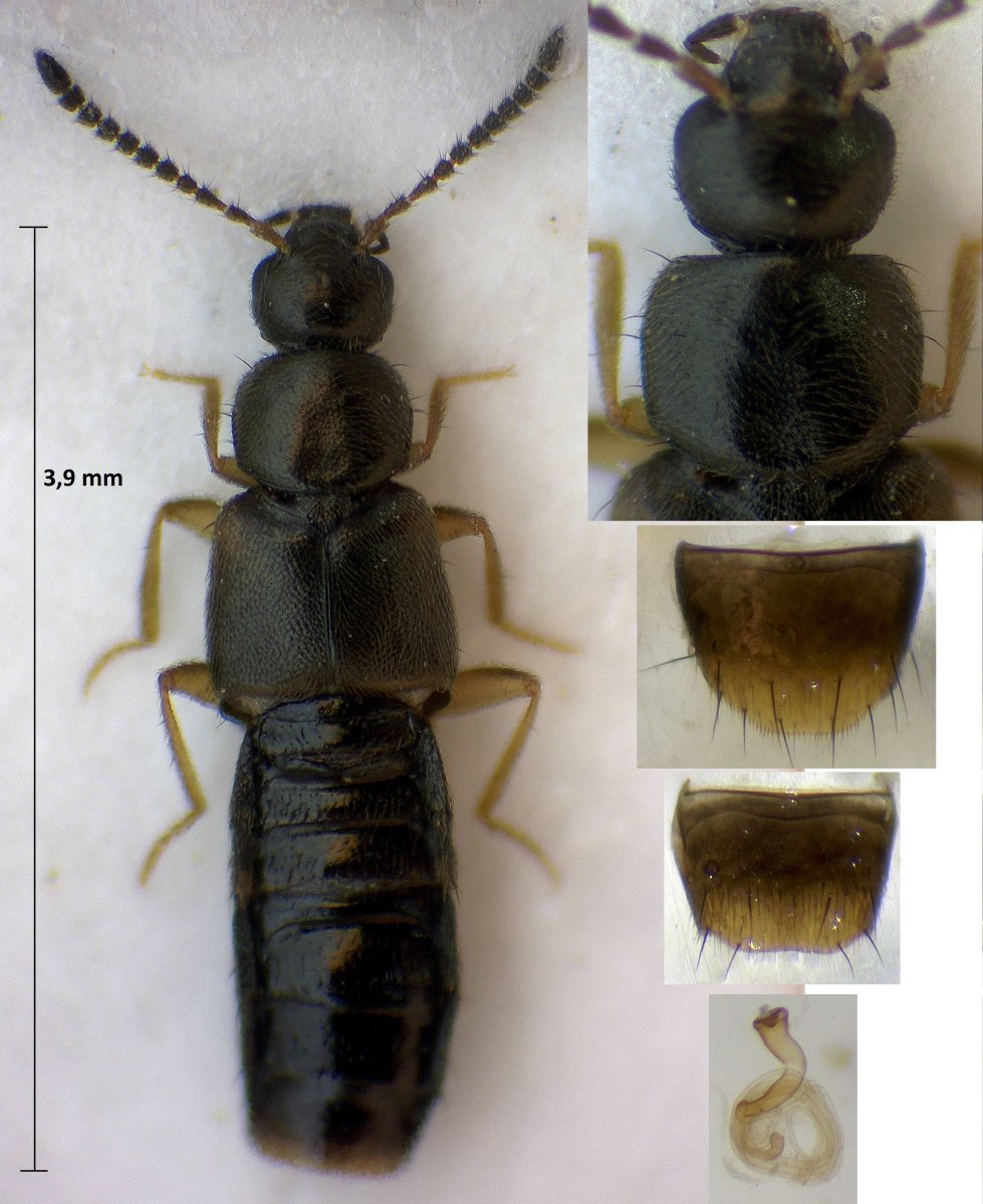 Atheta (Atheta) aquatica (Insecta, Coleoptera, Staphylinidae) - www ...