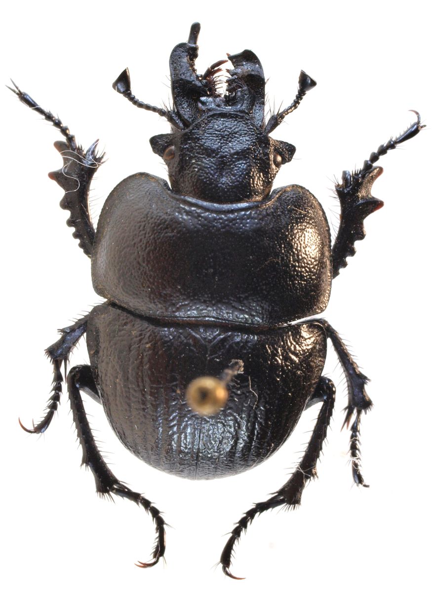 Réf. 307064 — INSECTA > Coleoptera > Geotrupidae > Lethrus (Ceratodirus ...