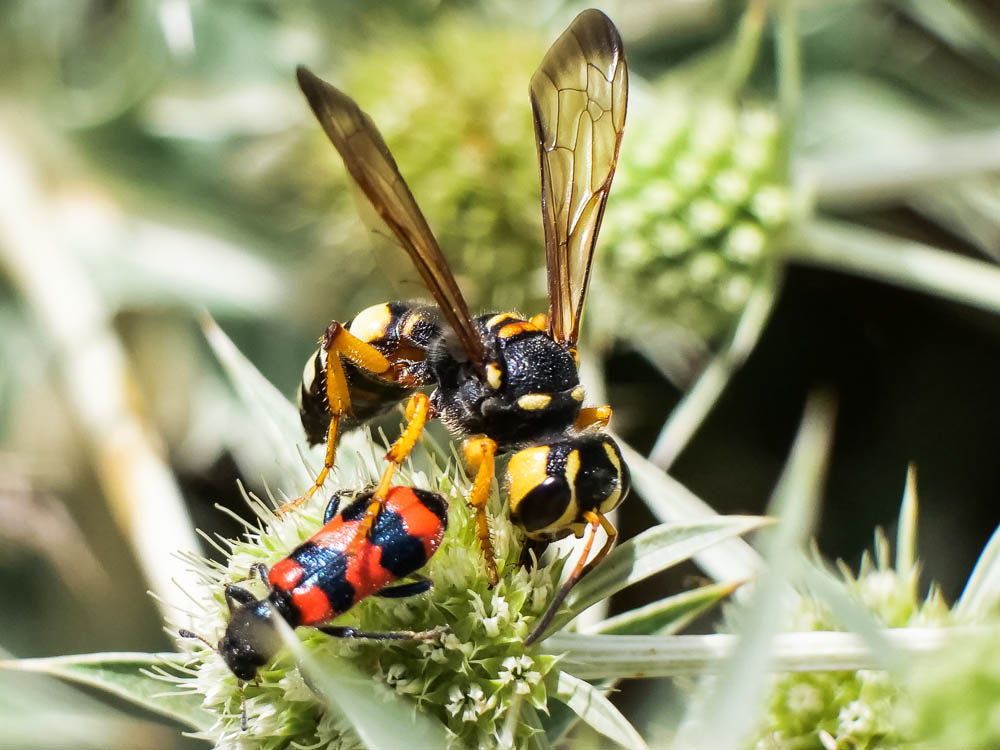 Réf. 307416 — INSECTA > Hymenoptera > Philanthidae > Cerceris ...