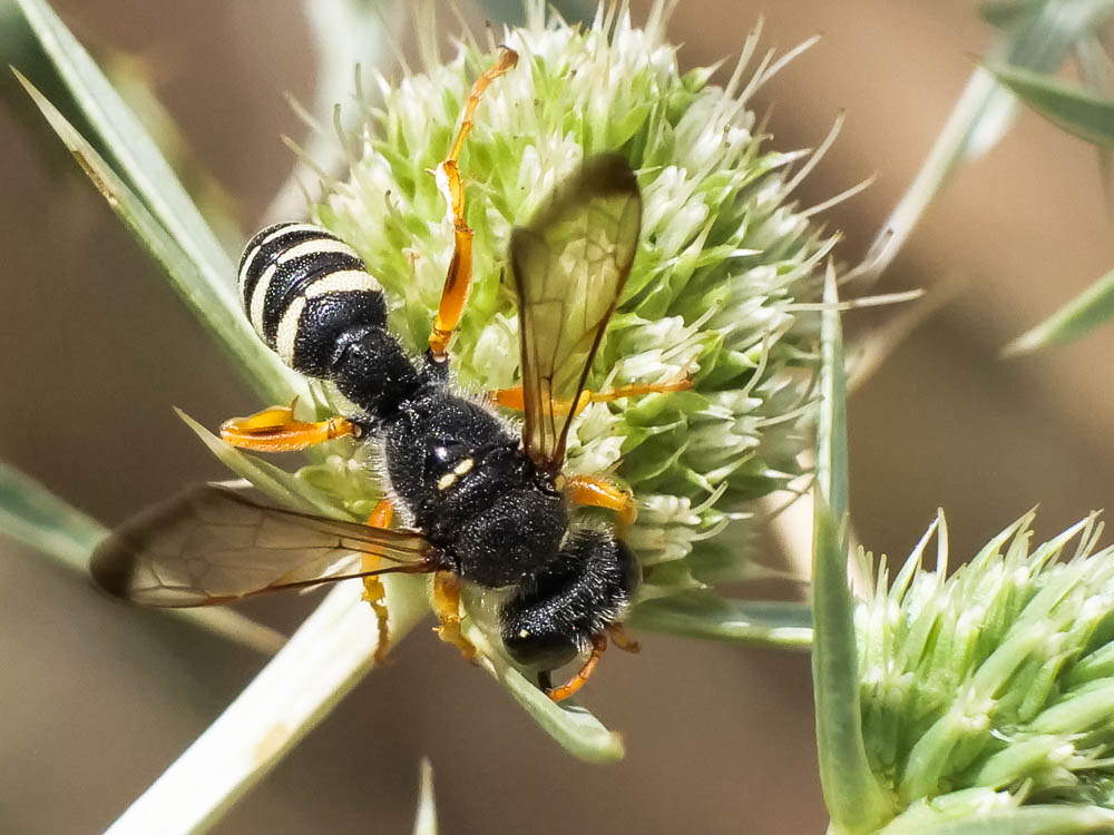 Réf. 307378 — INSECTA > Hymenoptera > Philanthidae > Cerceris ...