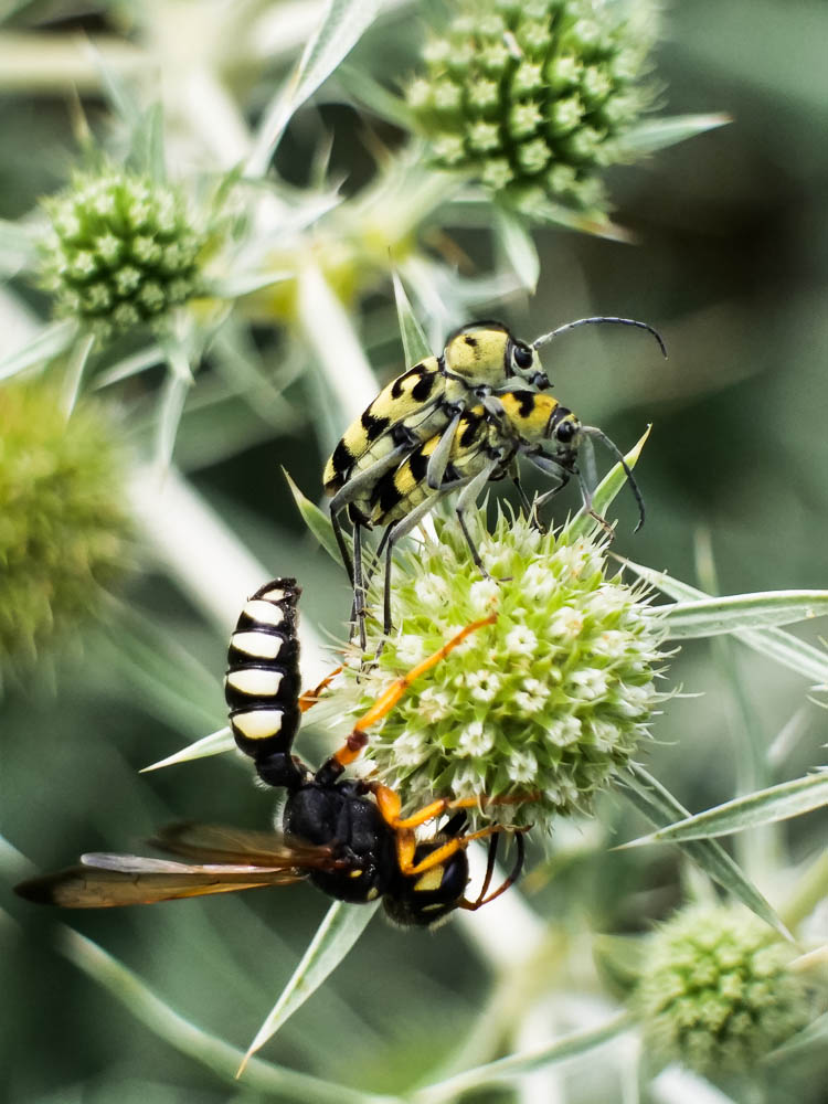 Réf. 307420 — INSECTA > Hymenoptera > Philanthidae > Cerceris ...