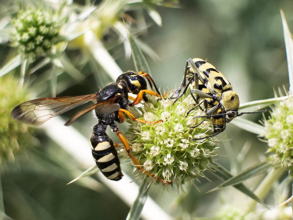 Réf. 307422 — INSECTA > Hymenoptera > Philanthidae > Cerceris ...