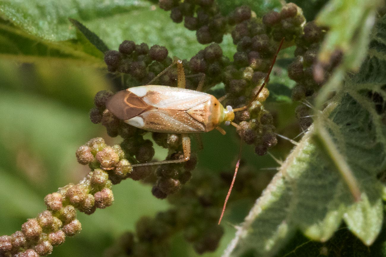Réf. 307995 — INSECTA > Heteroptera > Miridae > Adelphocoris lineolatus ...