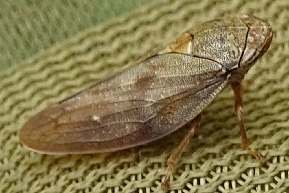 Réf. 307481 — INSECTA > Homoptera > Aphrophoridae > Aphrophora major ...