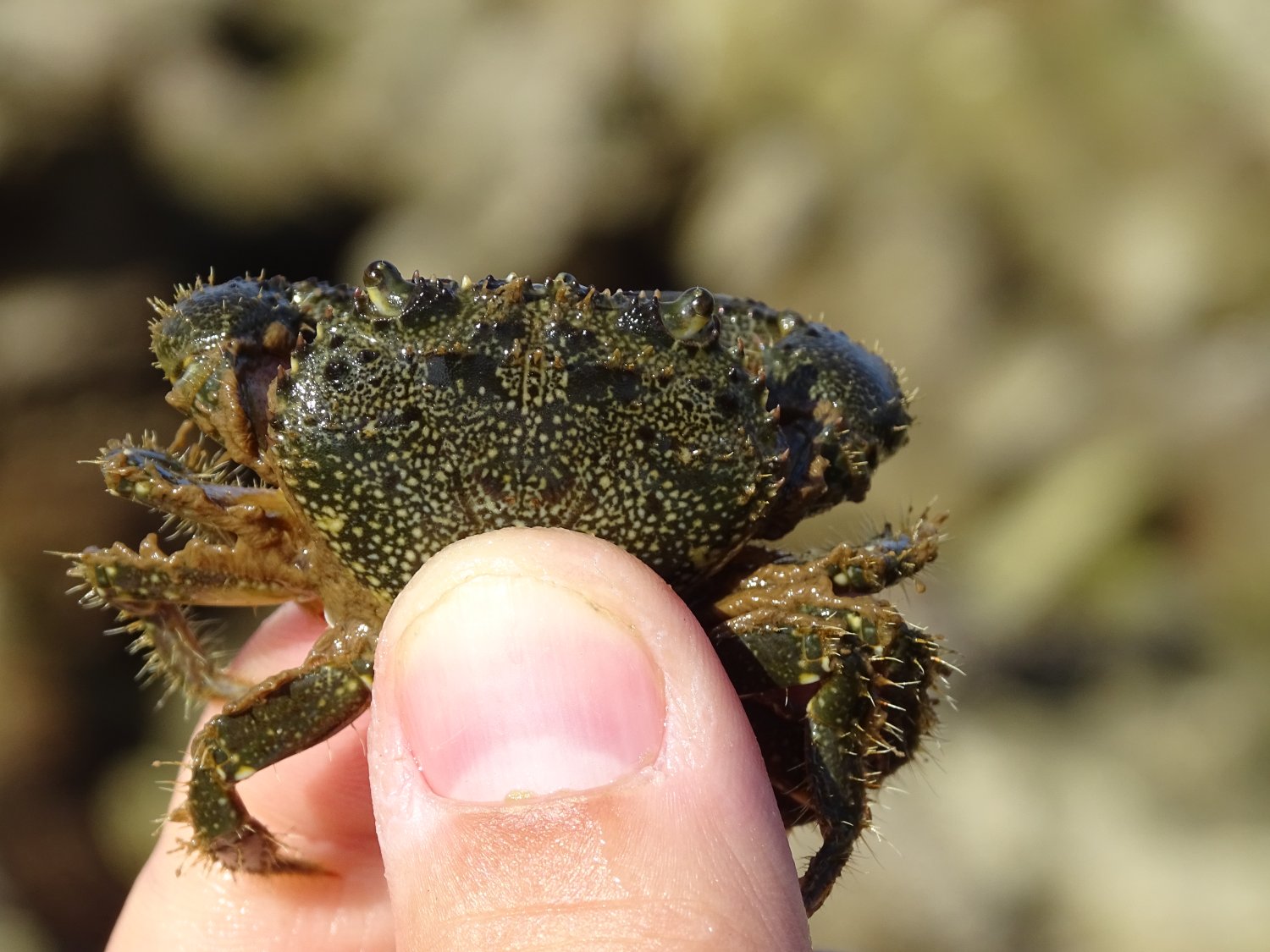 Réf. 307283 — CRUSTACEA > Decapoda > Eriphiidae > Eriphia verrucosa ...