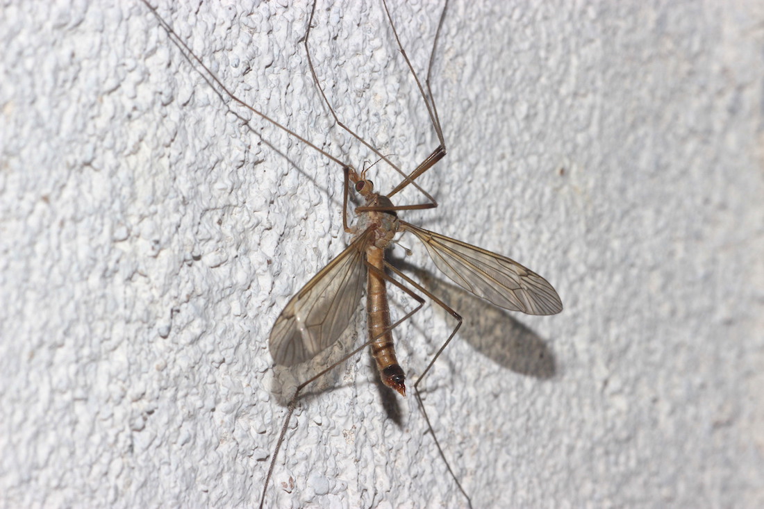 Réf. 307997 — INSECTA > Diptera > Tipulidae > Tipula (Lunatipula ...