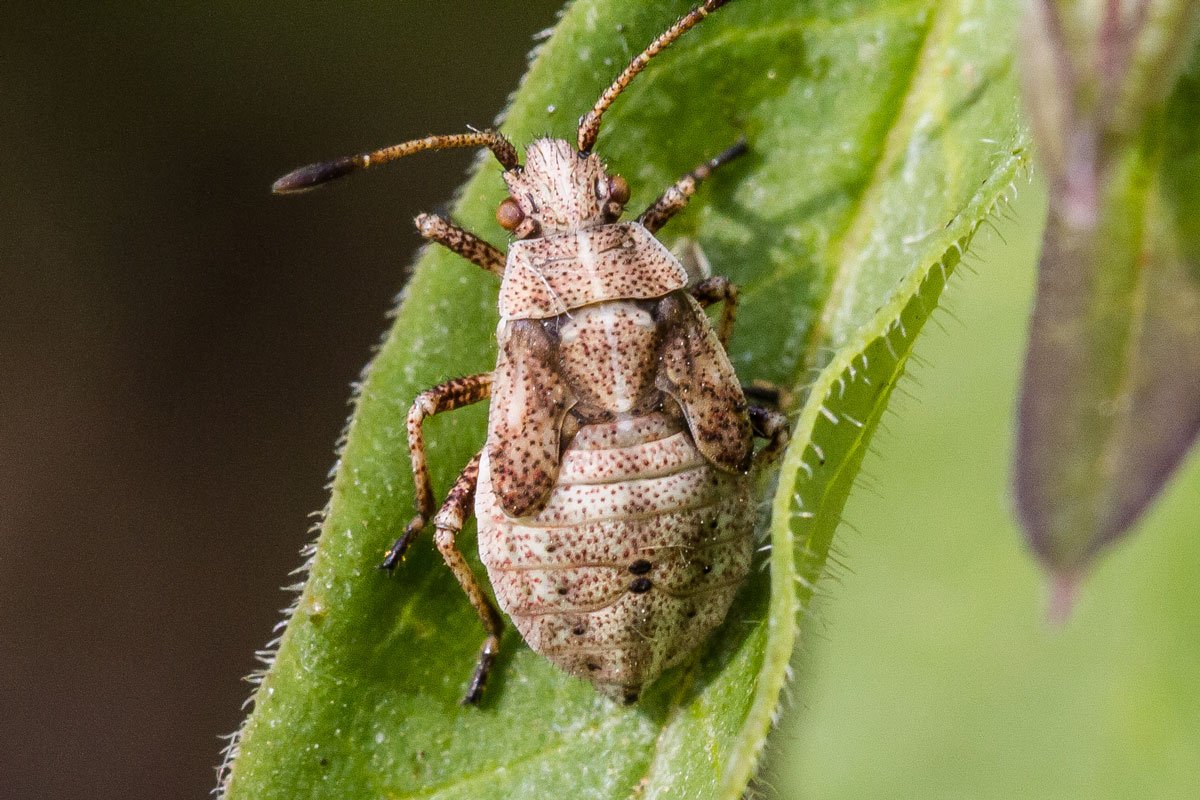 Réf. 307787 — INSECTA > Heteroptera > Rhopalidae > Stictopleurus sp ...