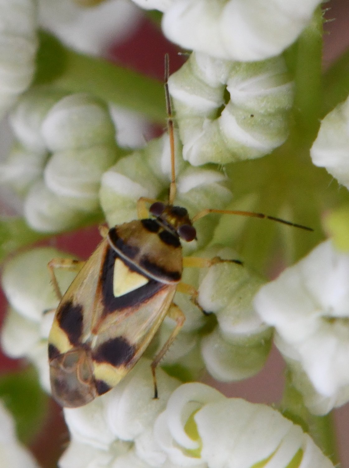 Réf. 307113 — INSECTA > Heteroptera > Miridae > Orthops (Orthops ...