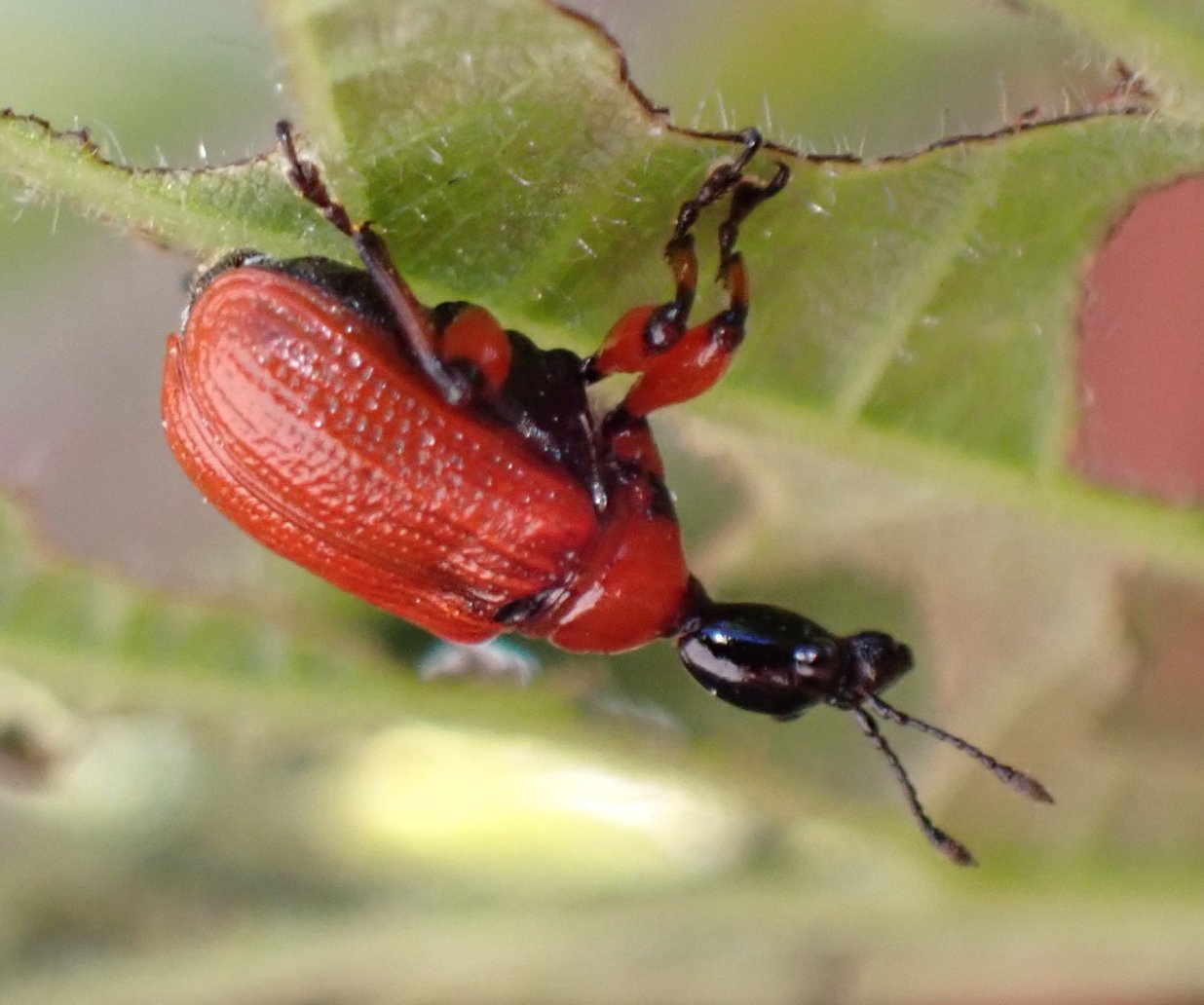 Réf. 307577 — INSECTA > Coleoptera > Attelabidae > Apoderus (Apoderus ...