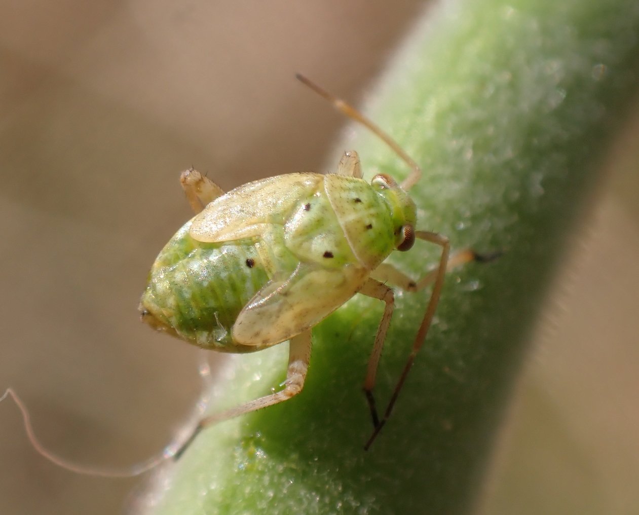 Réf. 307827 — INSECTA > Heteroptera > Miridae > Lygus sp. - www.galerie ...