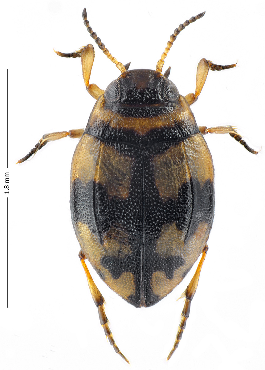 Réf. 307783 — INSECTA > Coleoptera > Dytiscidae > Yola bicarinata - www ...