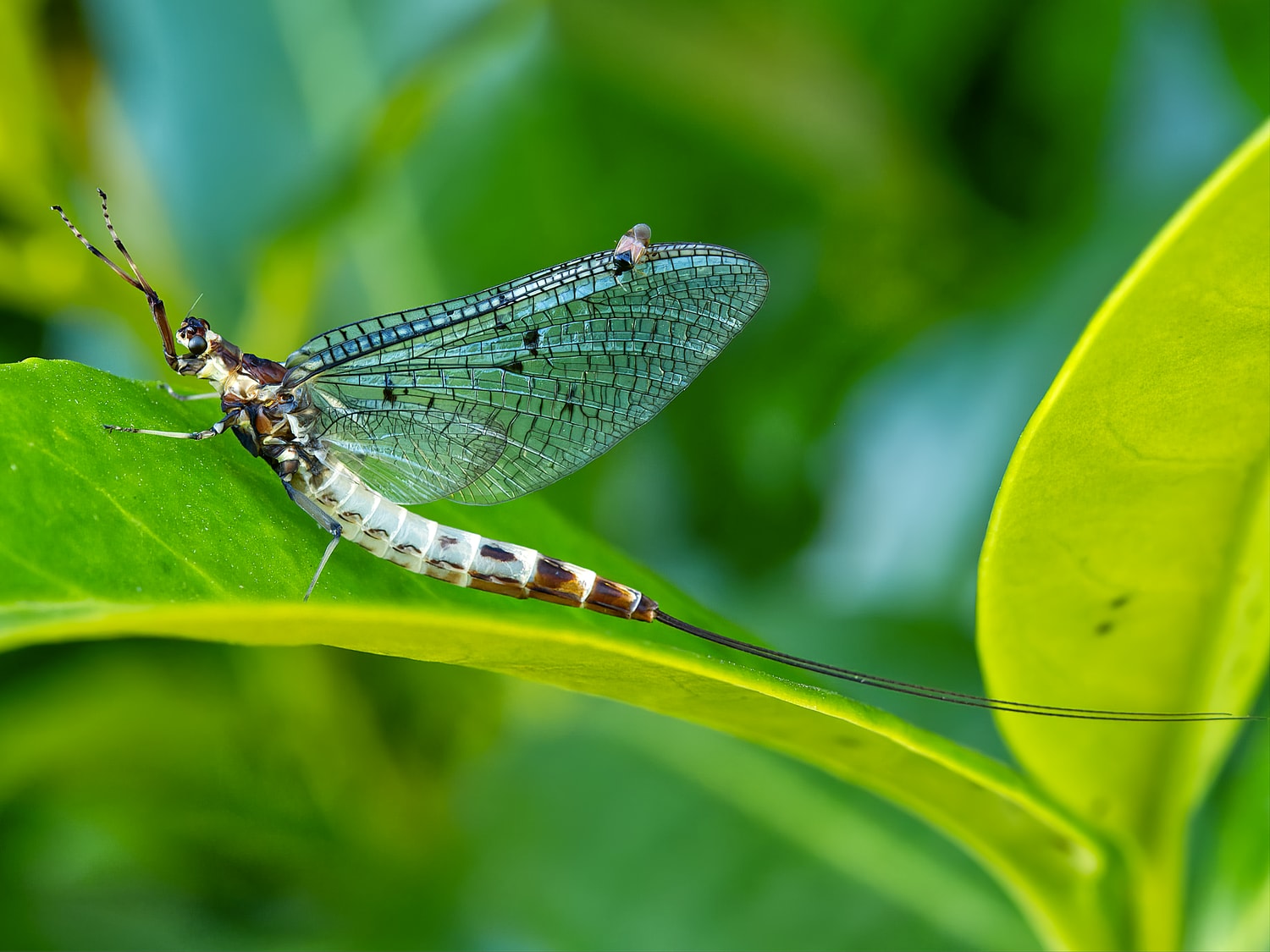 Réf. 307040 — INSECTA > Ephemeroptera > Ephemeridae > Ephemera danica ...