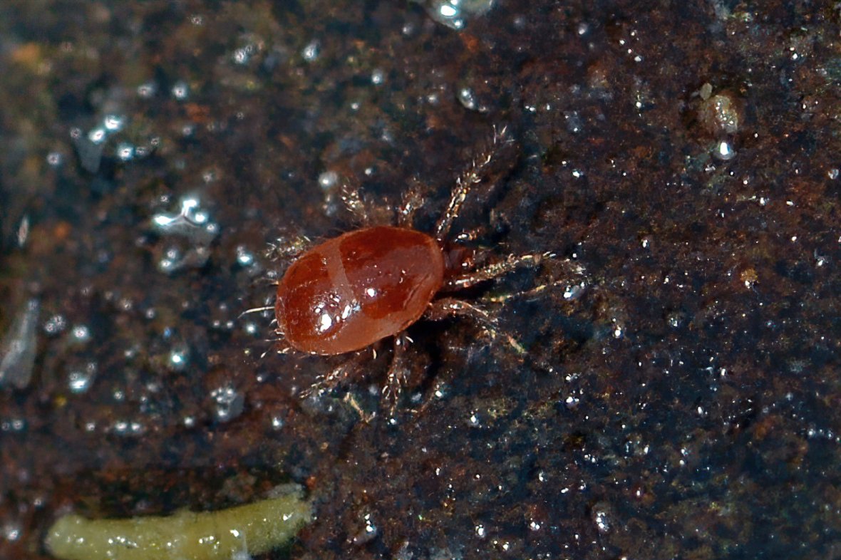 Réf. 308051 — ARACHNIDA > Mesostigmata > Ologamasidae > Hydrogamasus ...